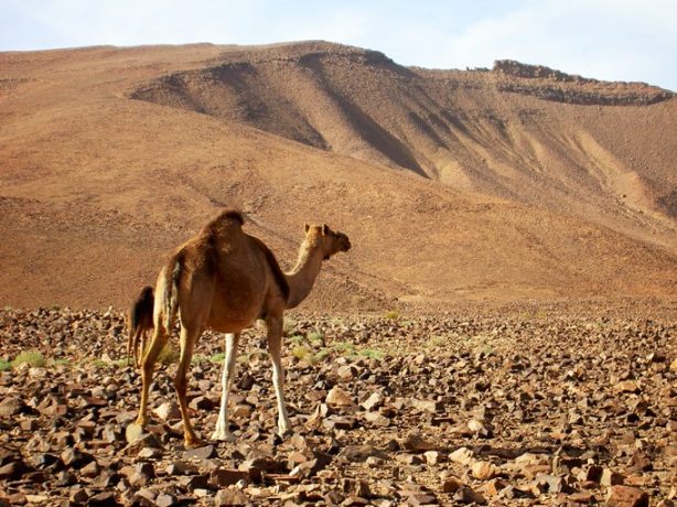 Jbel Saghro Treks - Tailor Made Trekking in southern Morocco